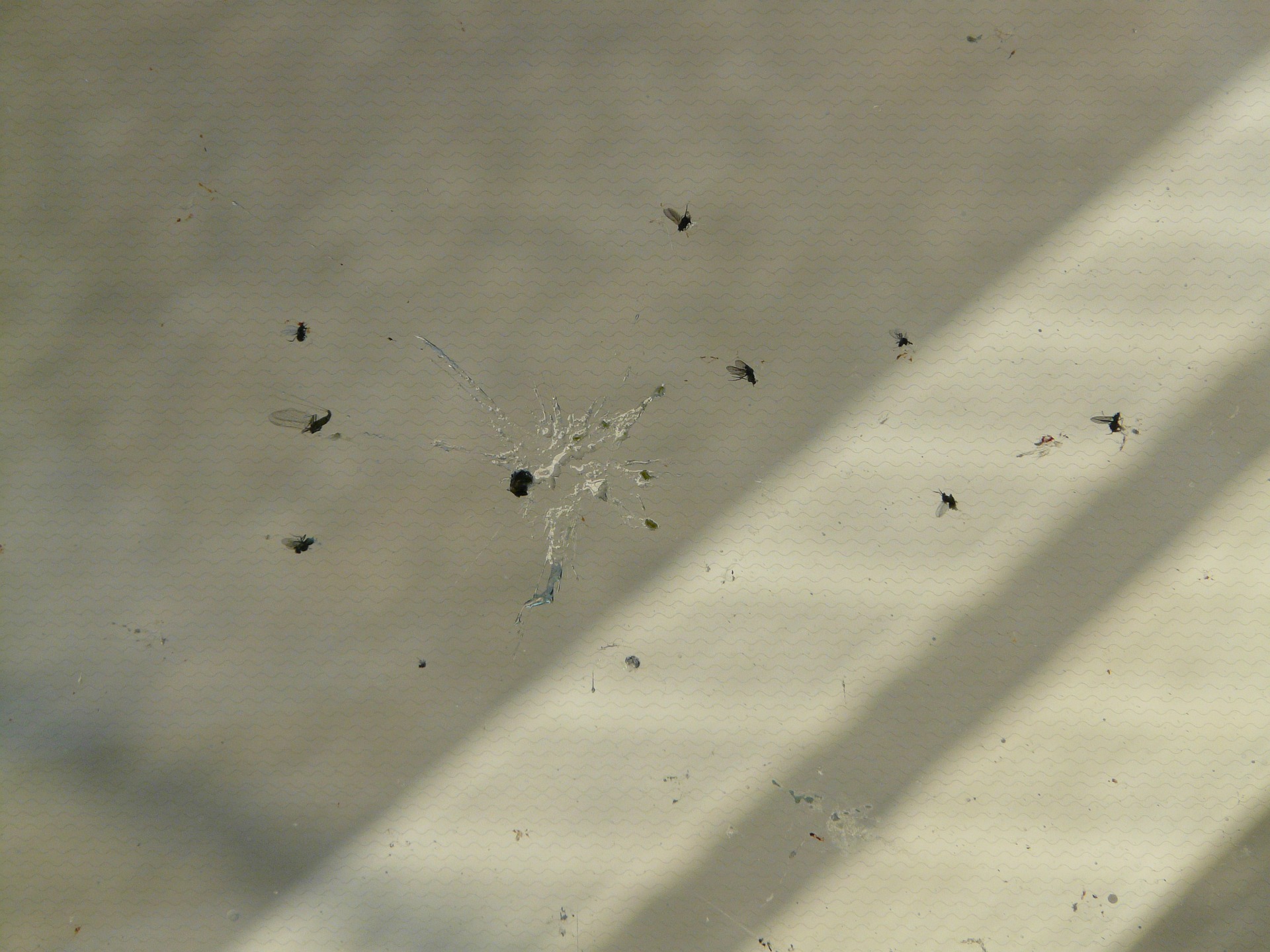 Bird Droppings Could Lead to Baytown Windshield Repair